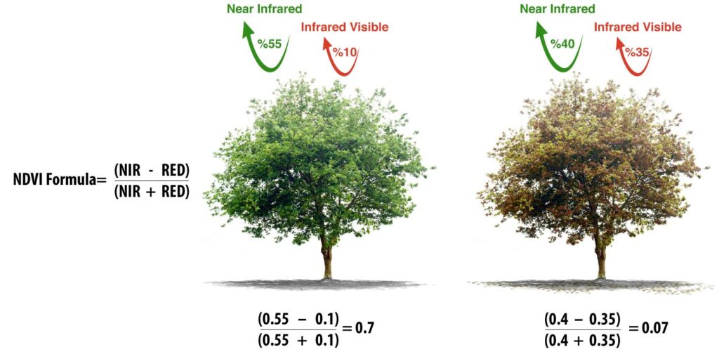 NDVI Analizi - NDVI Formülü ve Skalası | Başarsoft